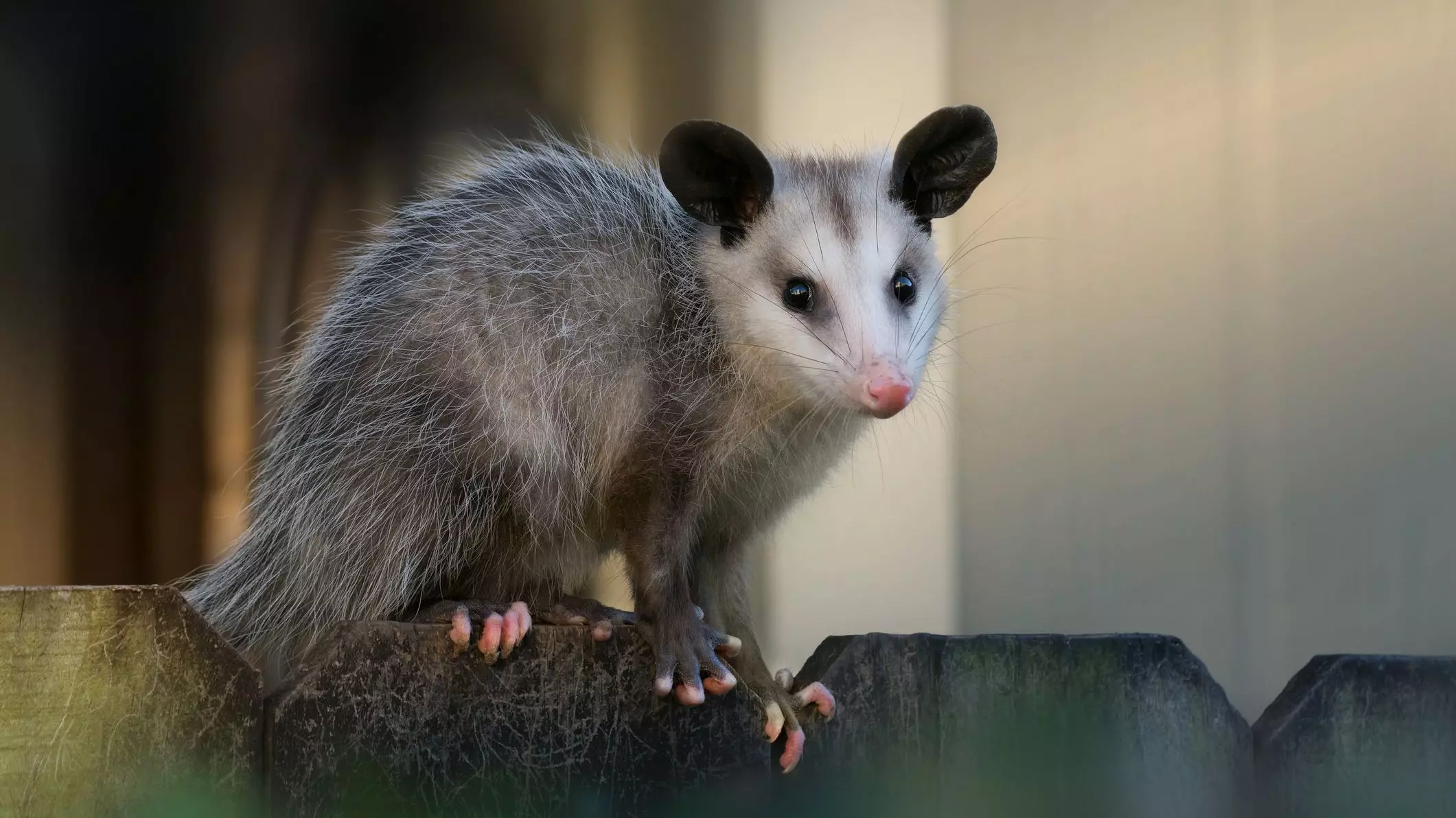 UBilly Possum: Impendulo kaMongameli uTaft kwiTeddy Bear