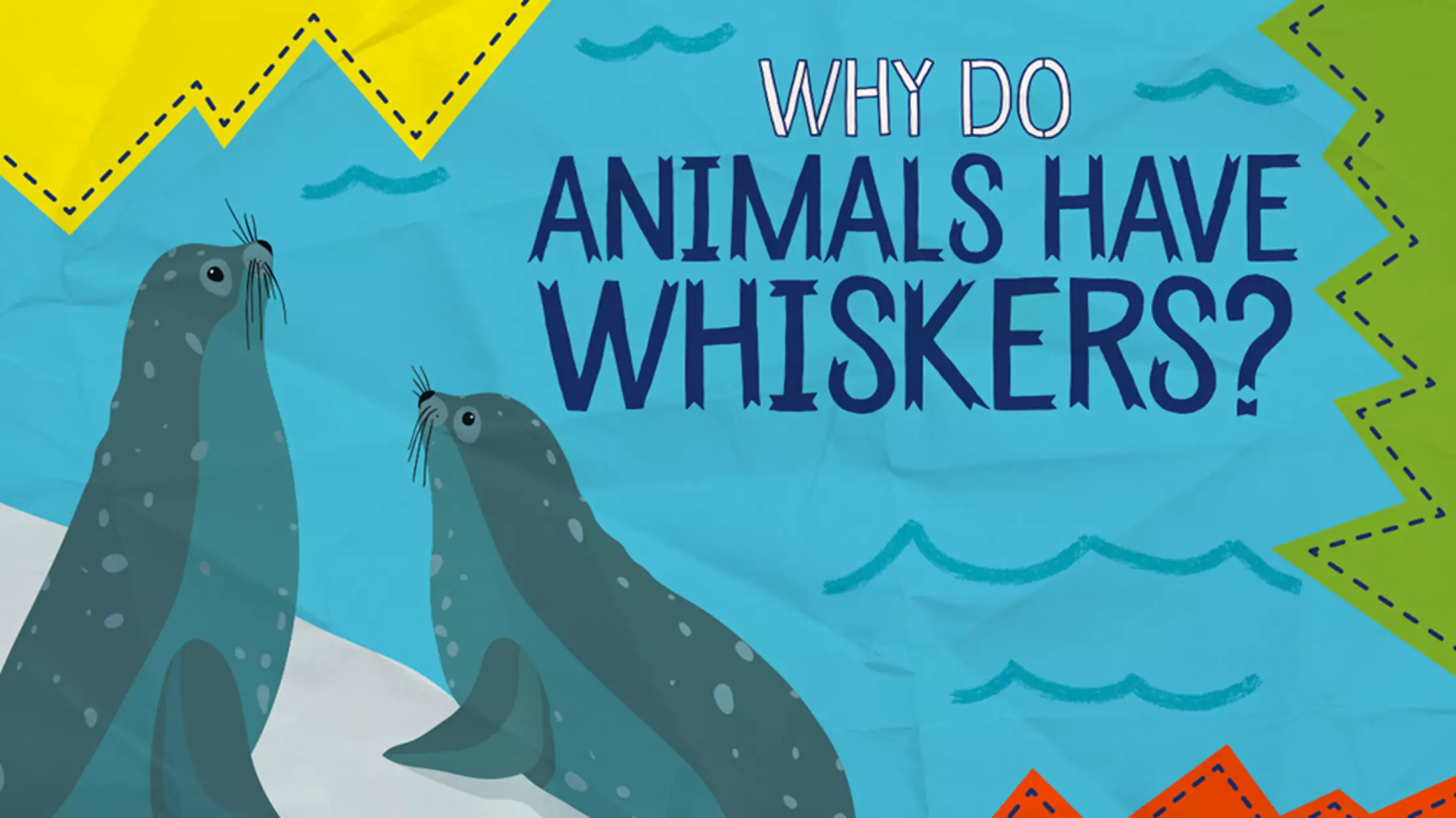 Kí nìdí tí àwọn ẹranko fi ní whiskers?