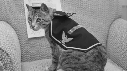 6 Heroic Military Cats