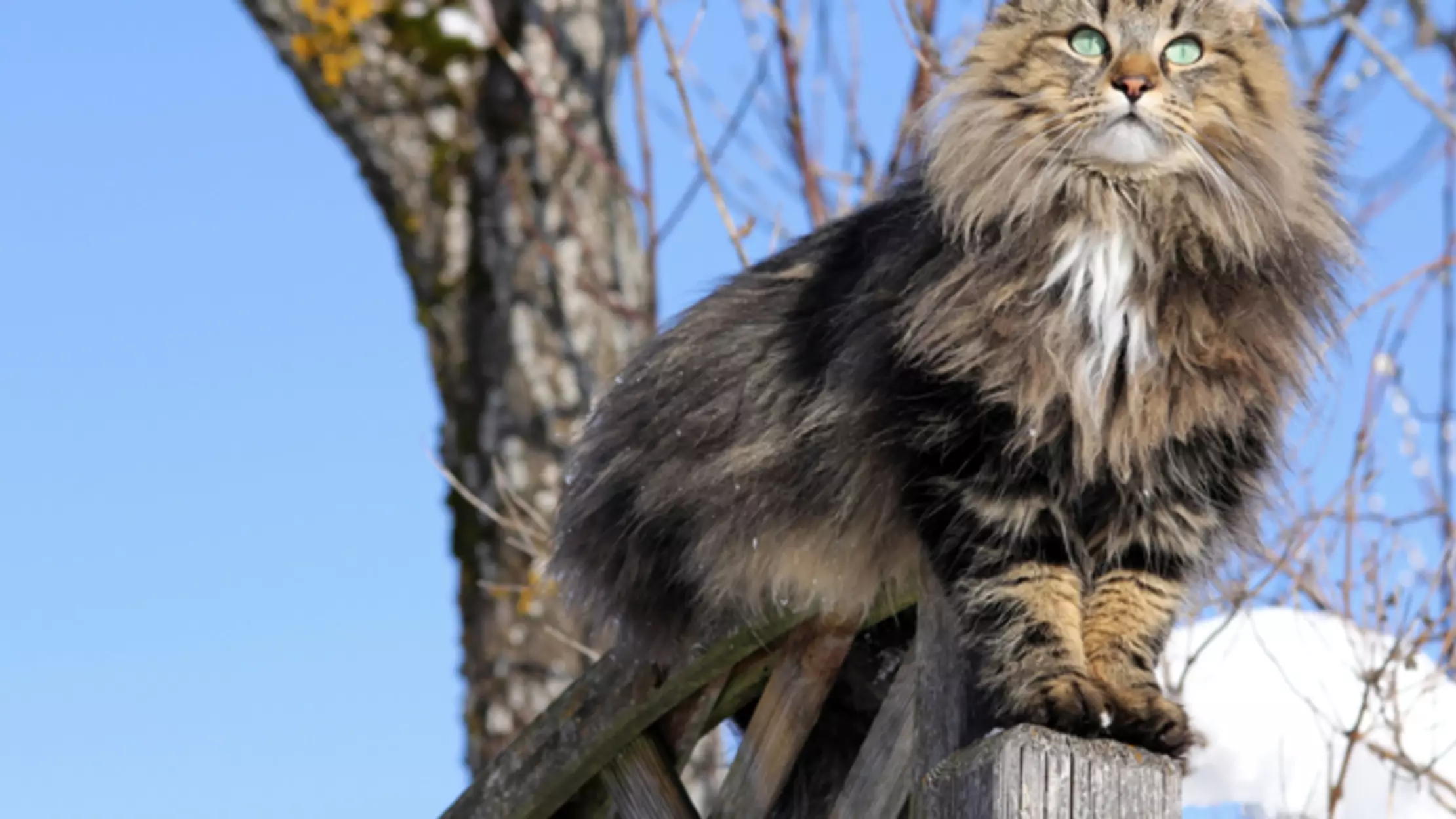 10 Furry Kamatuoran Bahin sa Norwegian Forest Cats