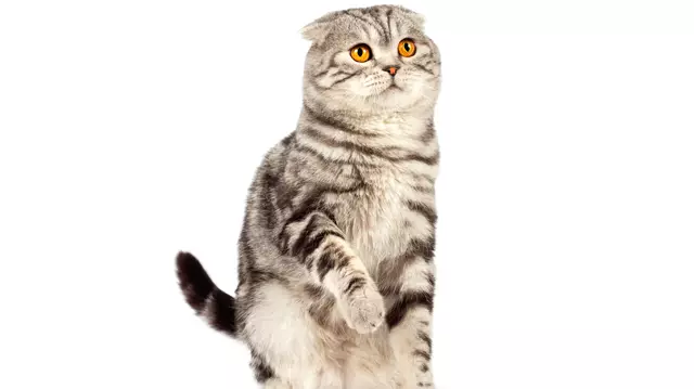 Fapte despre pisica Scottish Fold