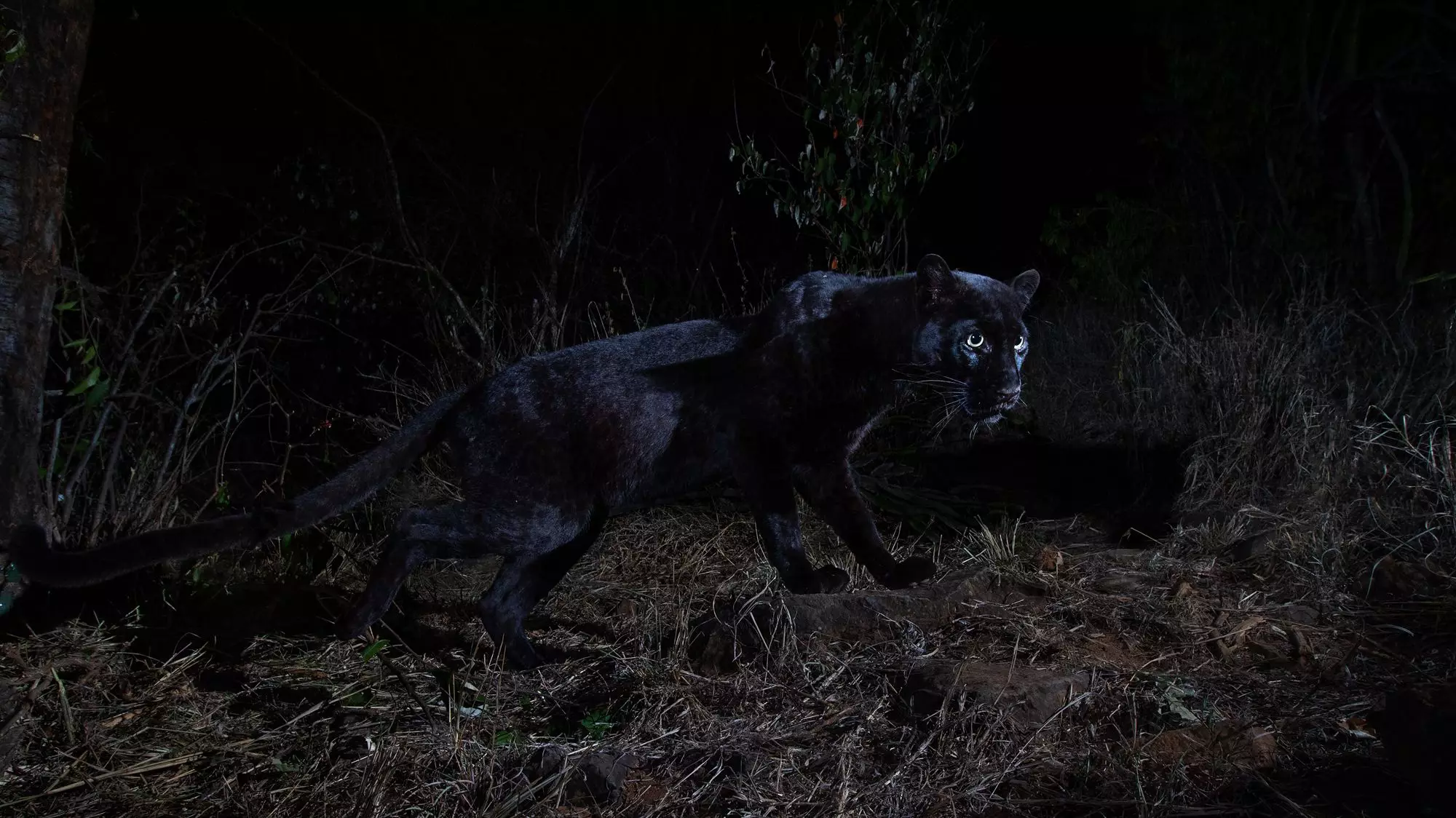 Ang African Black Leopard nga Nakuha sa Camera sa Unang Higayon sa Usa ka Siglo