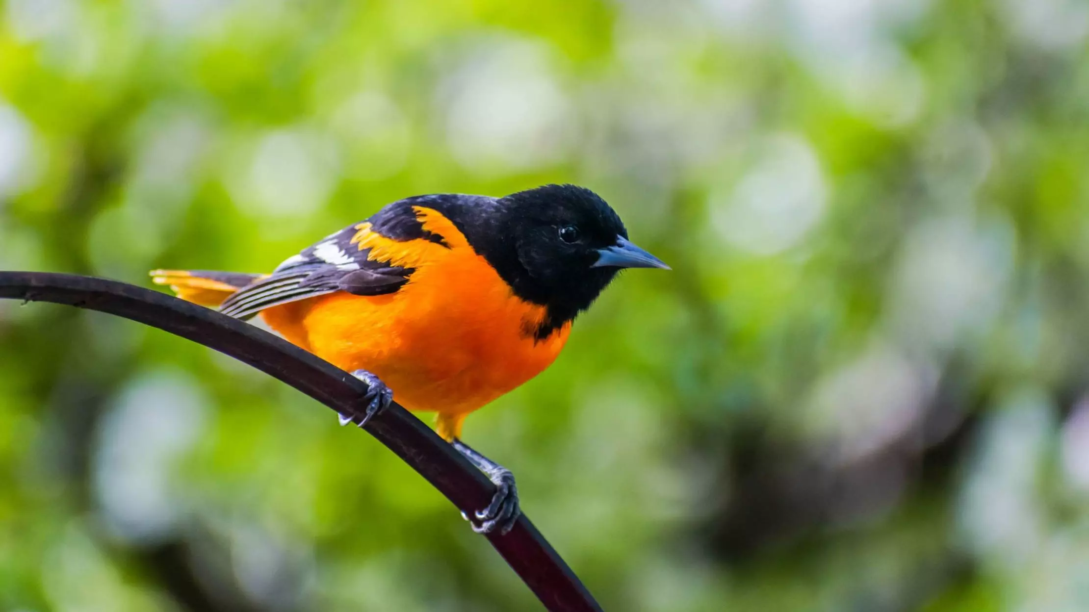 Observación de aves en el patio trasero