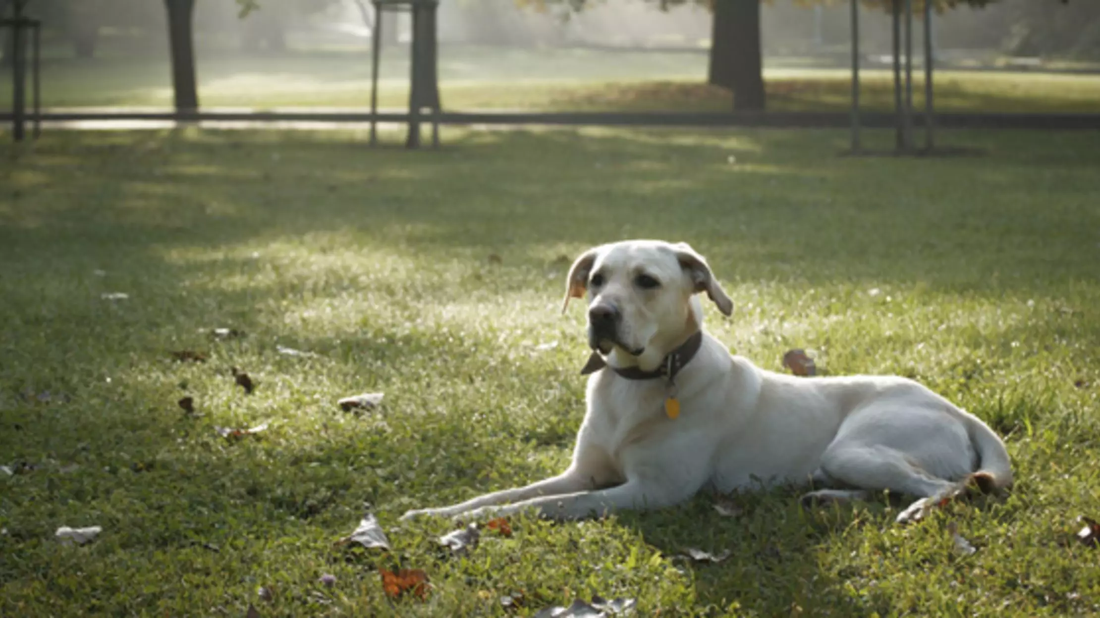 Köpekler Yatmadan Önce Neden Bir Dairede Yürürler?