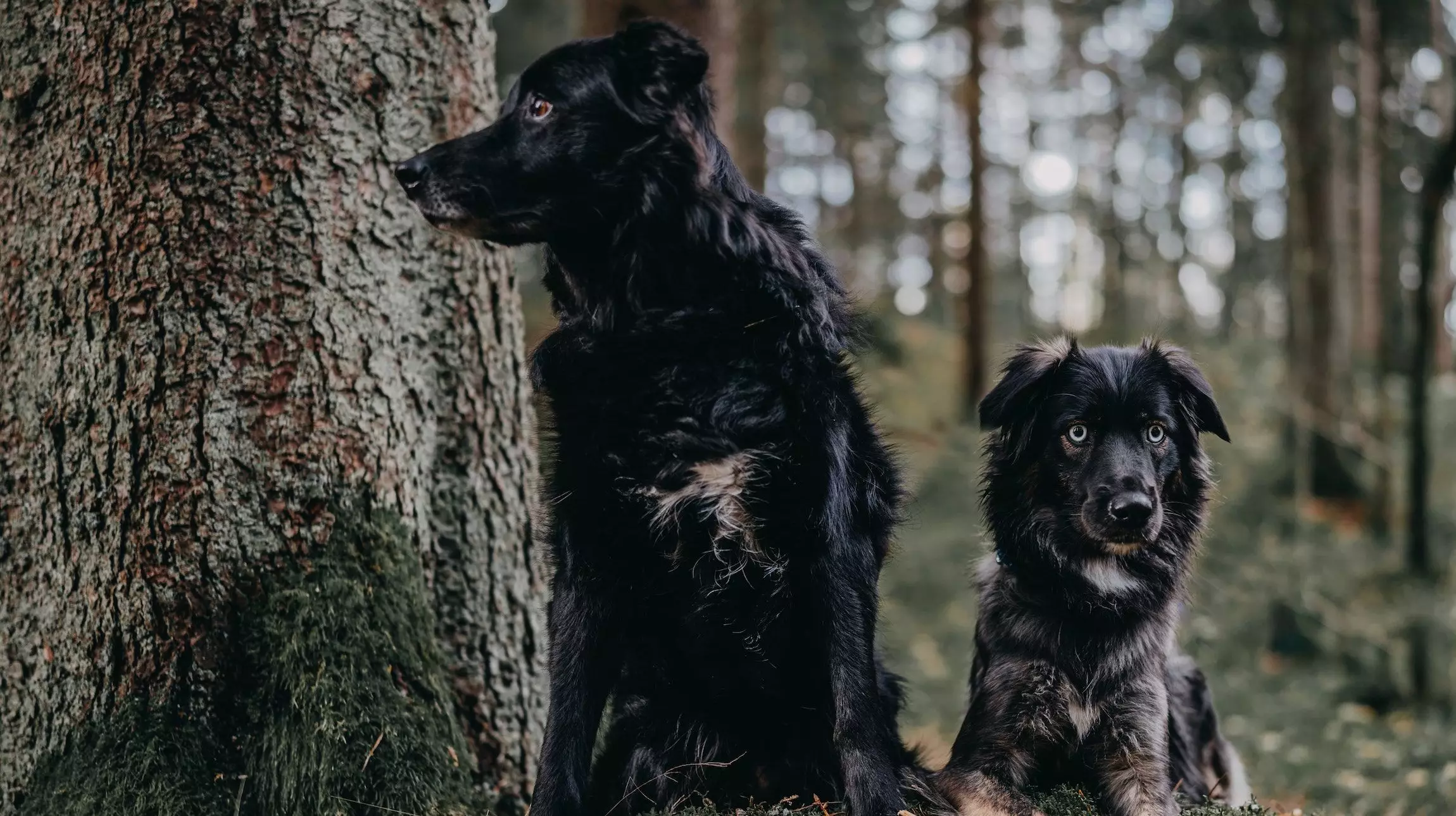 Köpekler Kıskanır mı?