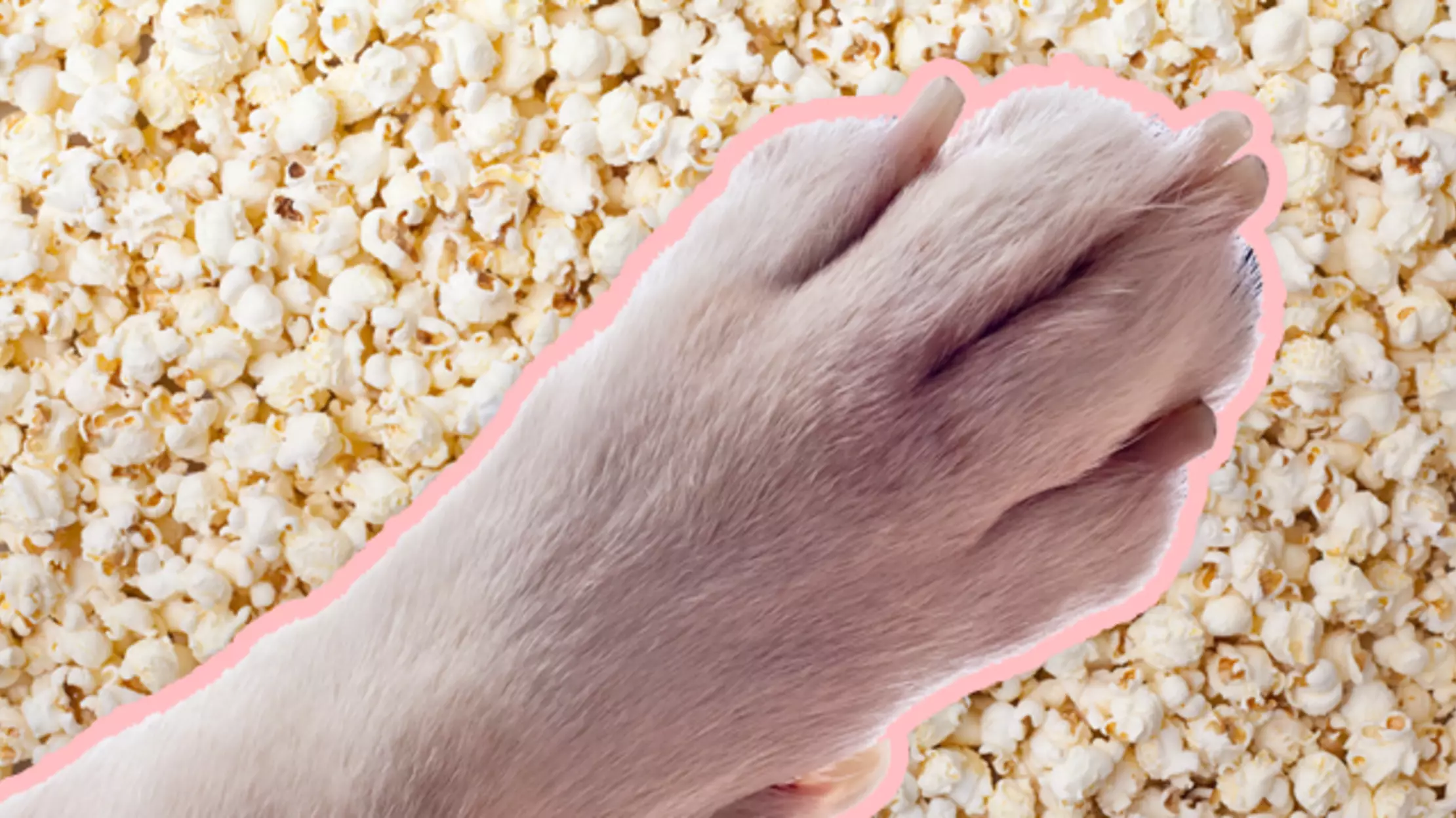 Perché i piedi del tuo cane odorano di popcorn?