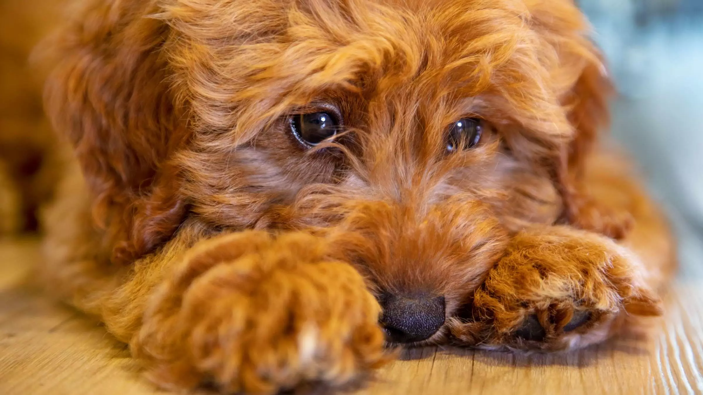 U-Labradoodle 'Inventor' Ubiza I-Crossbreed Ukuzisola Kwakhe Okukhulu Kakhulu