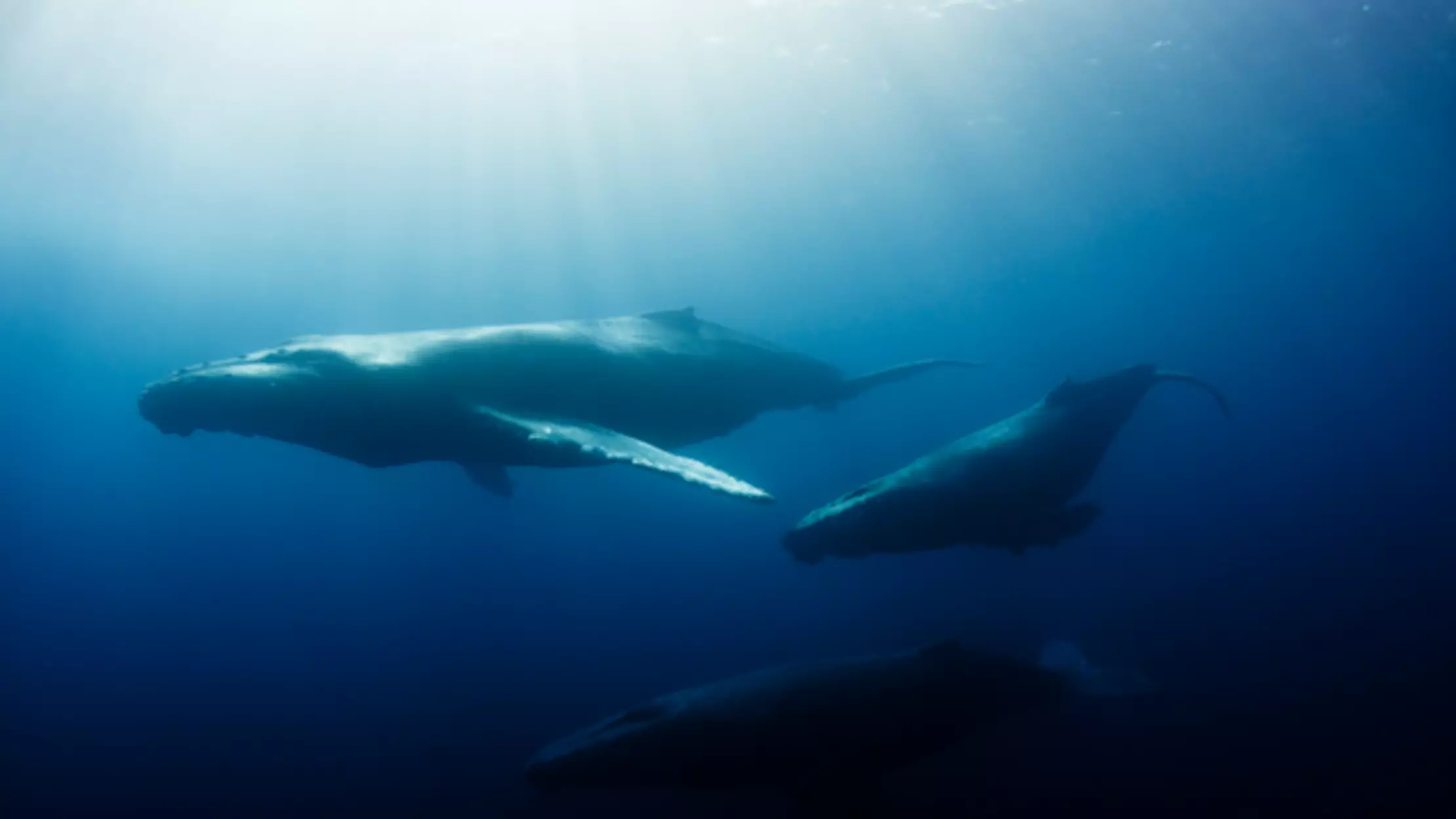 Wéi d'Wëssenschaftler d'Lidd vum Humpback Whale entdeckt hunn