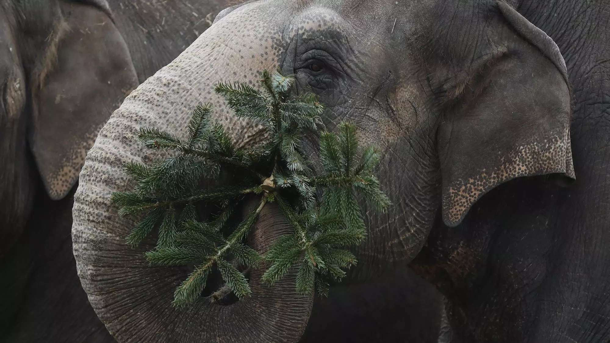 Zure Gabonetako zuhaitza birziklatu nahi duzu? Elikatu Elefante bati