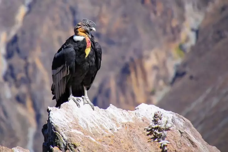 10 Burung Besar Yang Harus Anda Ketahui 20747_3