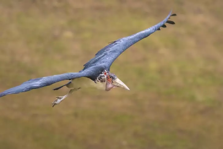 10 Burung Besar Yang Harus Anda Ketahui 20747_4