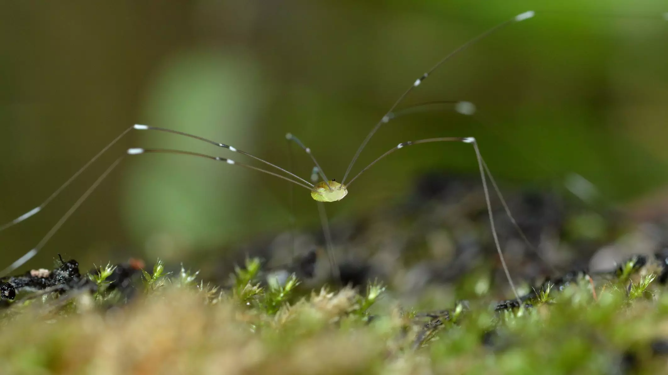 16 fascinantnih činjenica o tati Dugonogu