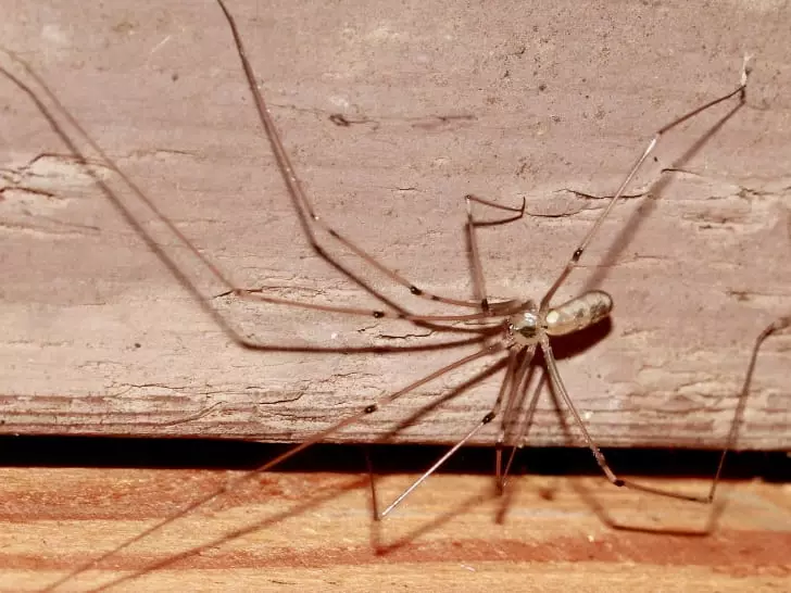 16 Daddy Longlegs အကြောင်း စွဲမက်ဖွယ်ကောင်းသော အချက်အလက်များ 221_1