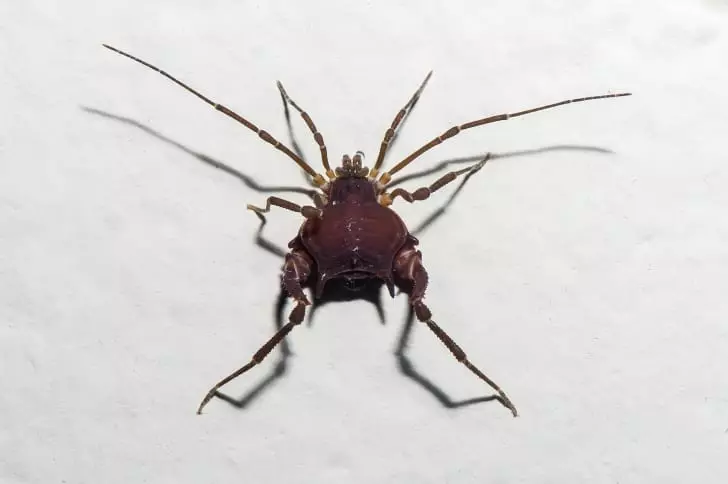 16 Fakta Menarik Tentang Daddy Longlegs 221_2