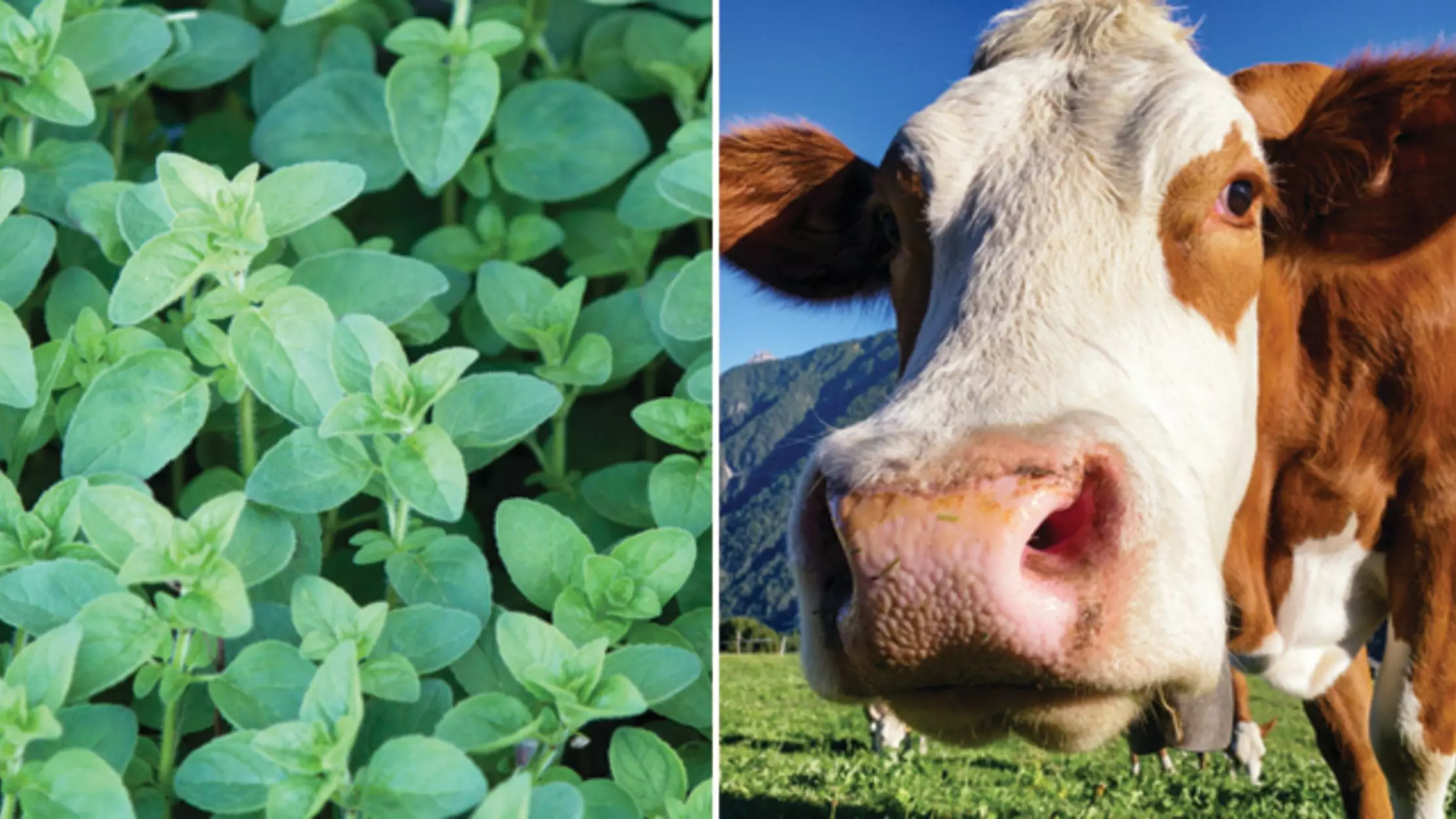 Oregano vähentää merkittävästi metaanin määrää lehmän röyhtäydessä