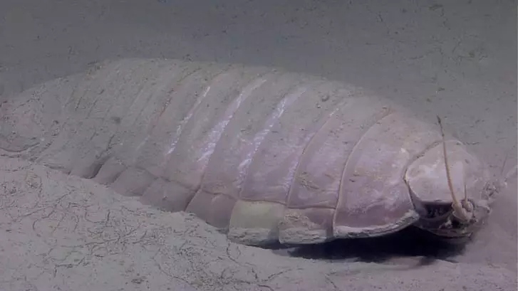 17 Kahanga-hangang Katotohanan Tungkol sa Mga Higanteng Isopod 223_1