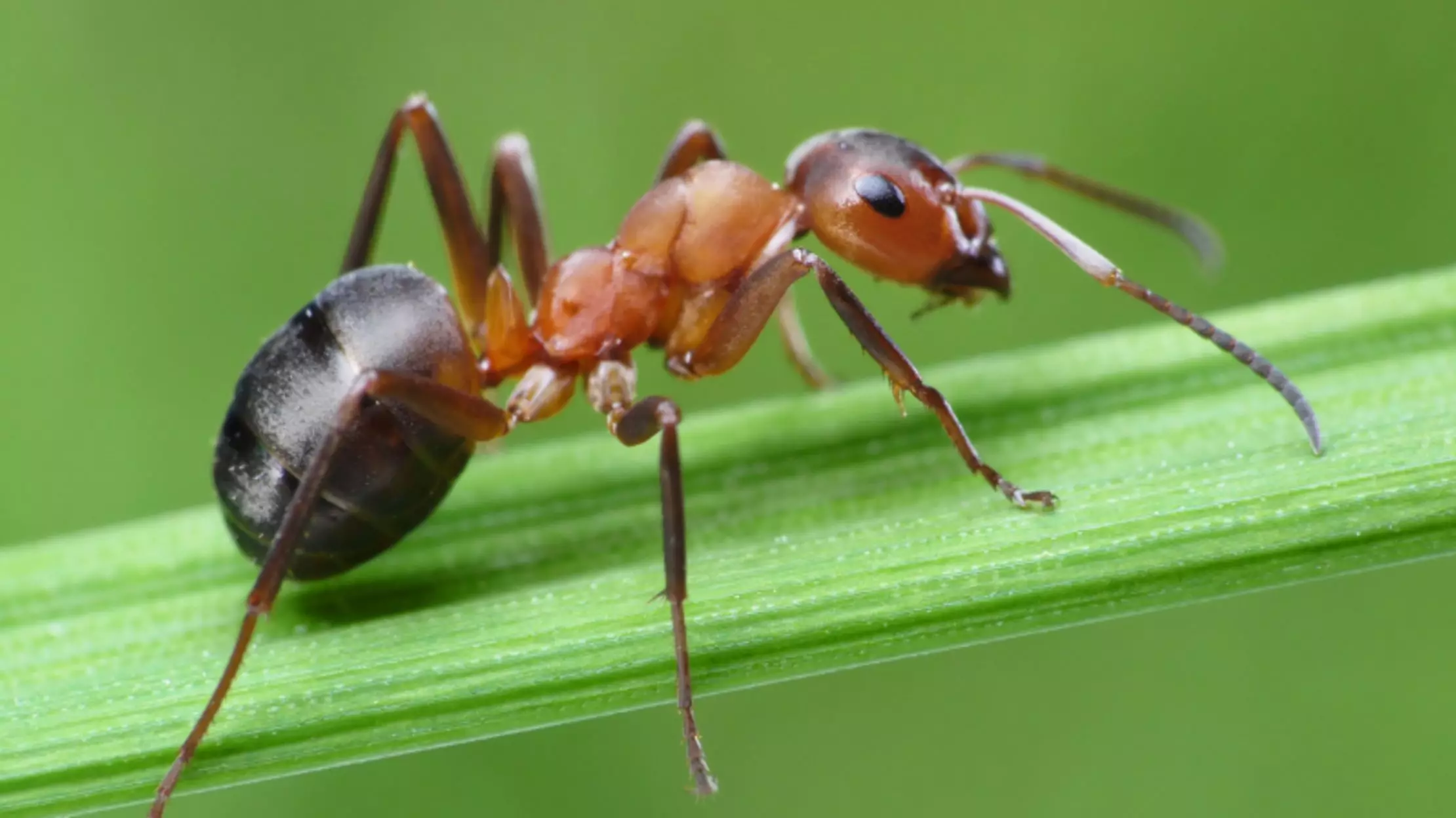 Proč mravenci nemají otce