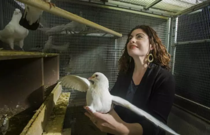 Les hormones de Lady Pigeons mostren el valor d'estudiar els dos sexes 22453_1