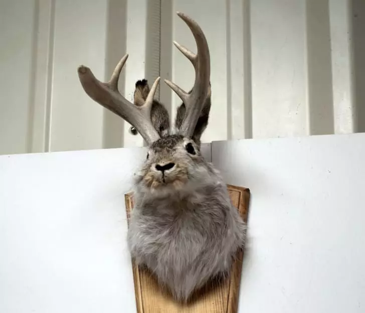 7 สัตว์ในตำนานที่สร้างขึ้นด้วย Taxidermy 22503_3