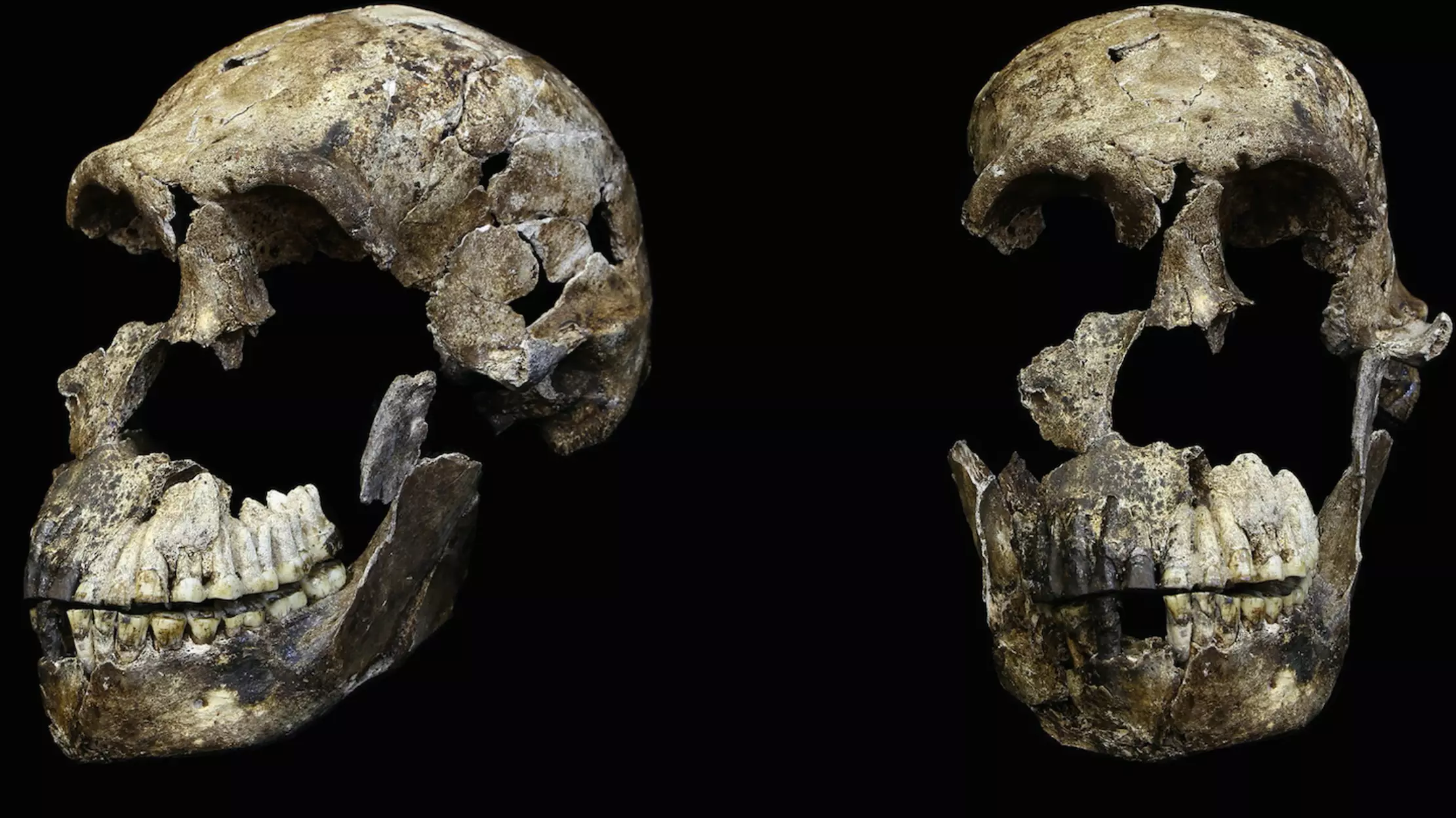 Atonu na ola i le taimi e tasi ma o tatou tuaa o le aiga o Homo Naledi