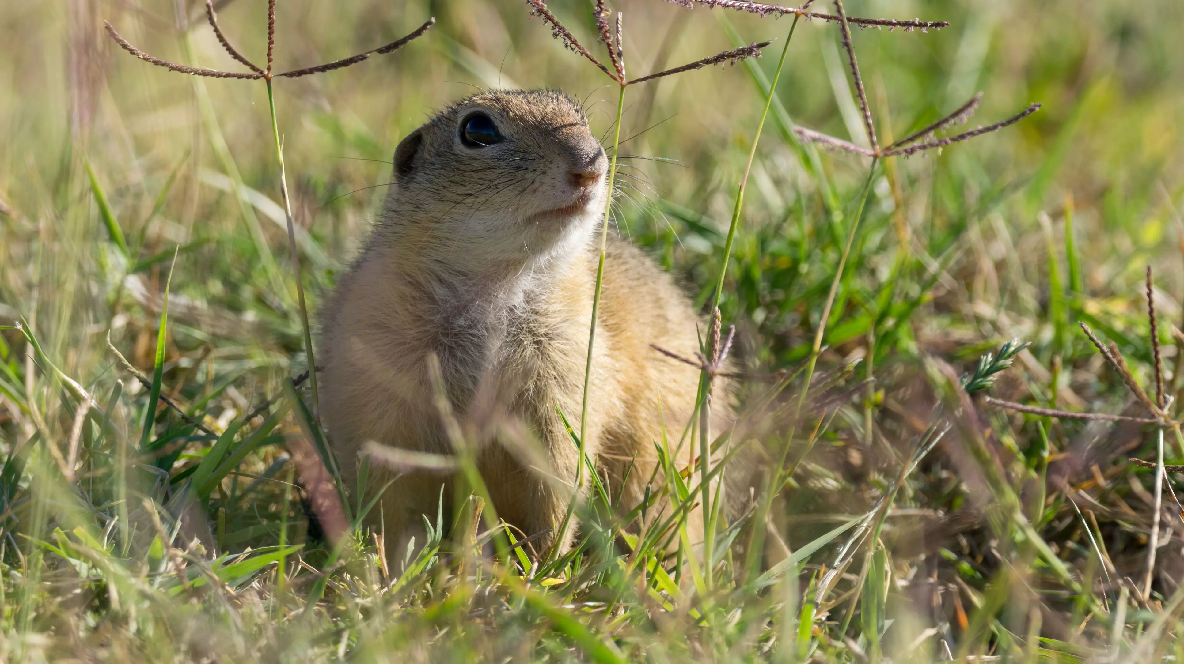 מה ההבדל בין גופרים ל-Groundhogs?