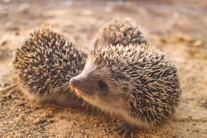 Igel stochern im Dreck herum.