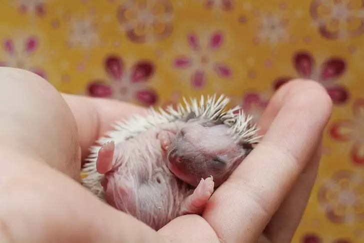 E Puppelchen Igel deen an enger mënschlecher Hand läit.