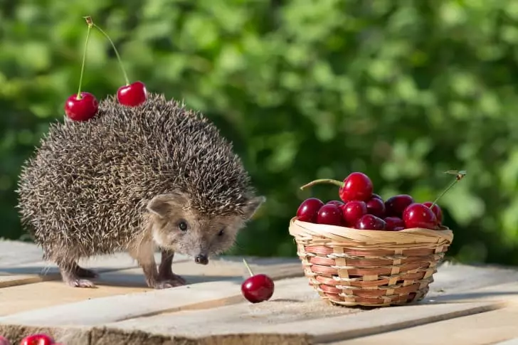 Igel mit zwei Kirschen an seinen Stacheln.