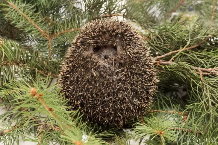 Hedgehog huet sech op e puer Pinienzweige gekrollt.