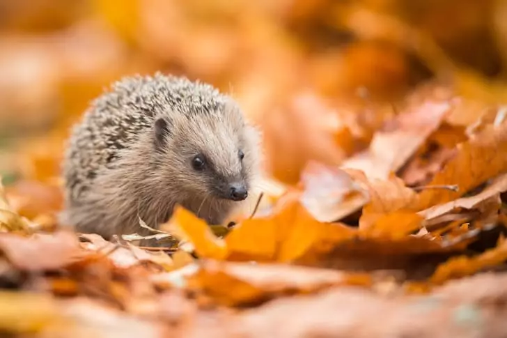 Kleiner Igel, der im Herbstlaub spazieren geht.