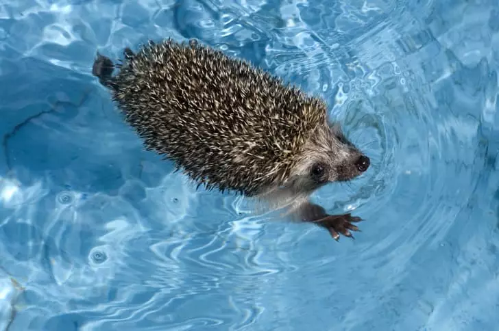 Igel, der in einem Pool schwimmt.