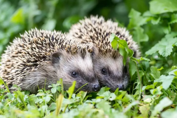 Zwei Igel kuschelten im Gras.