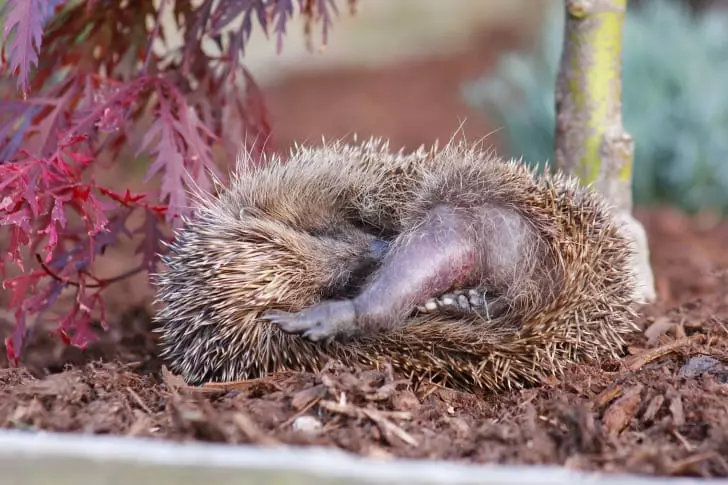 Igel schläft mit ausgestrecktem Bein.