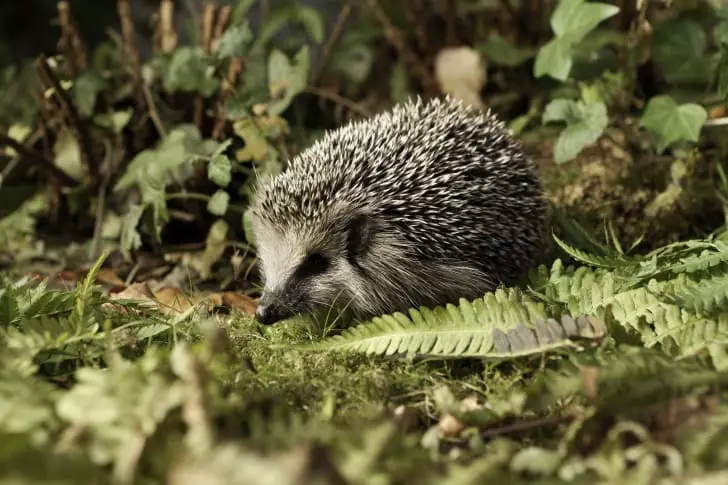 Igel in einem Garten.