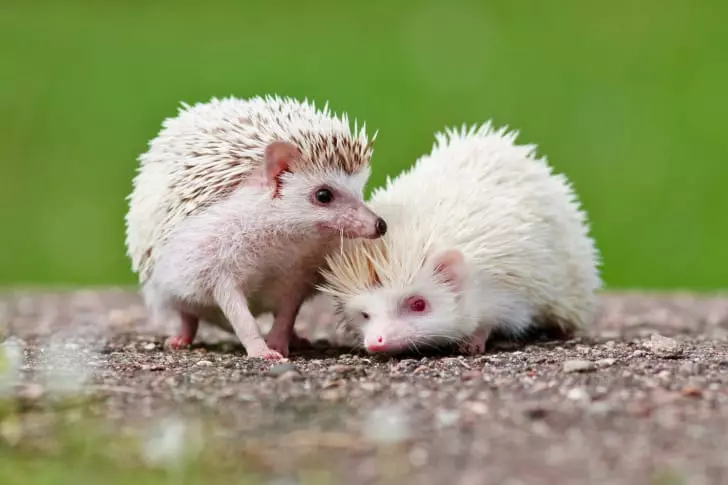 Zwei afrikanische Igel.