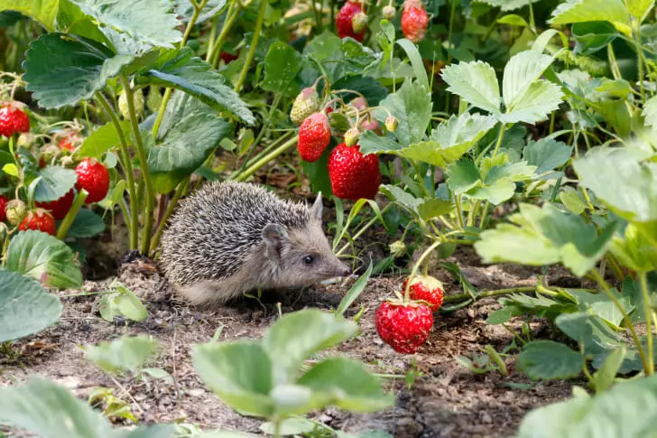 Igel sicht Erdbeeren.