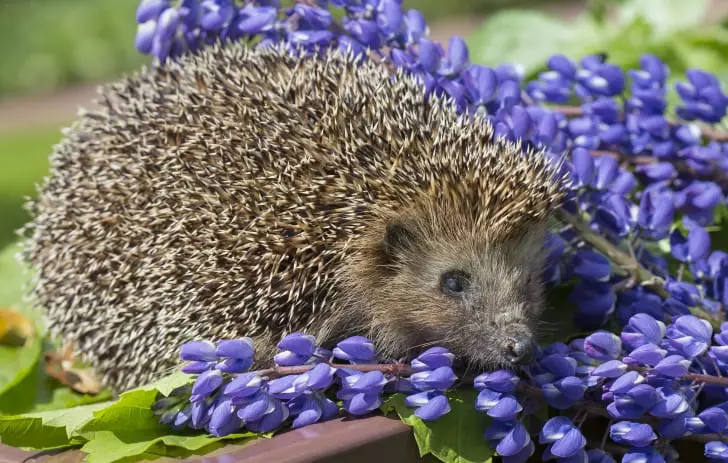 Hedgehog spillt a purpurroude Blummen.