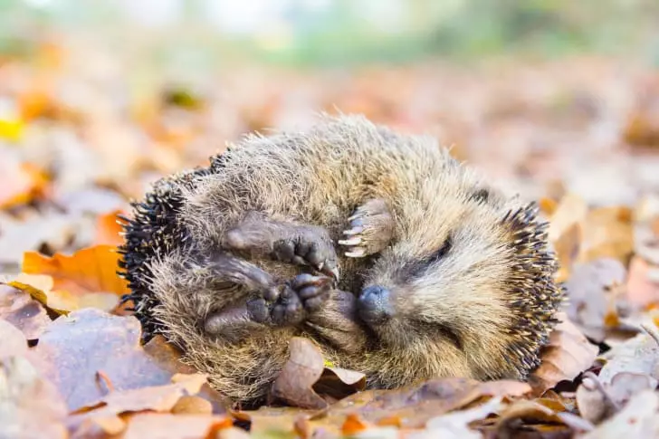 En Igel huet sech an e klenge Ball op e puer Blieder opgerullt.