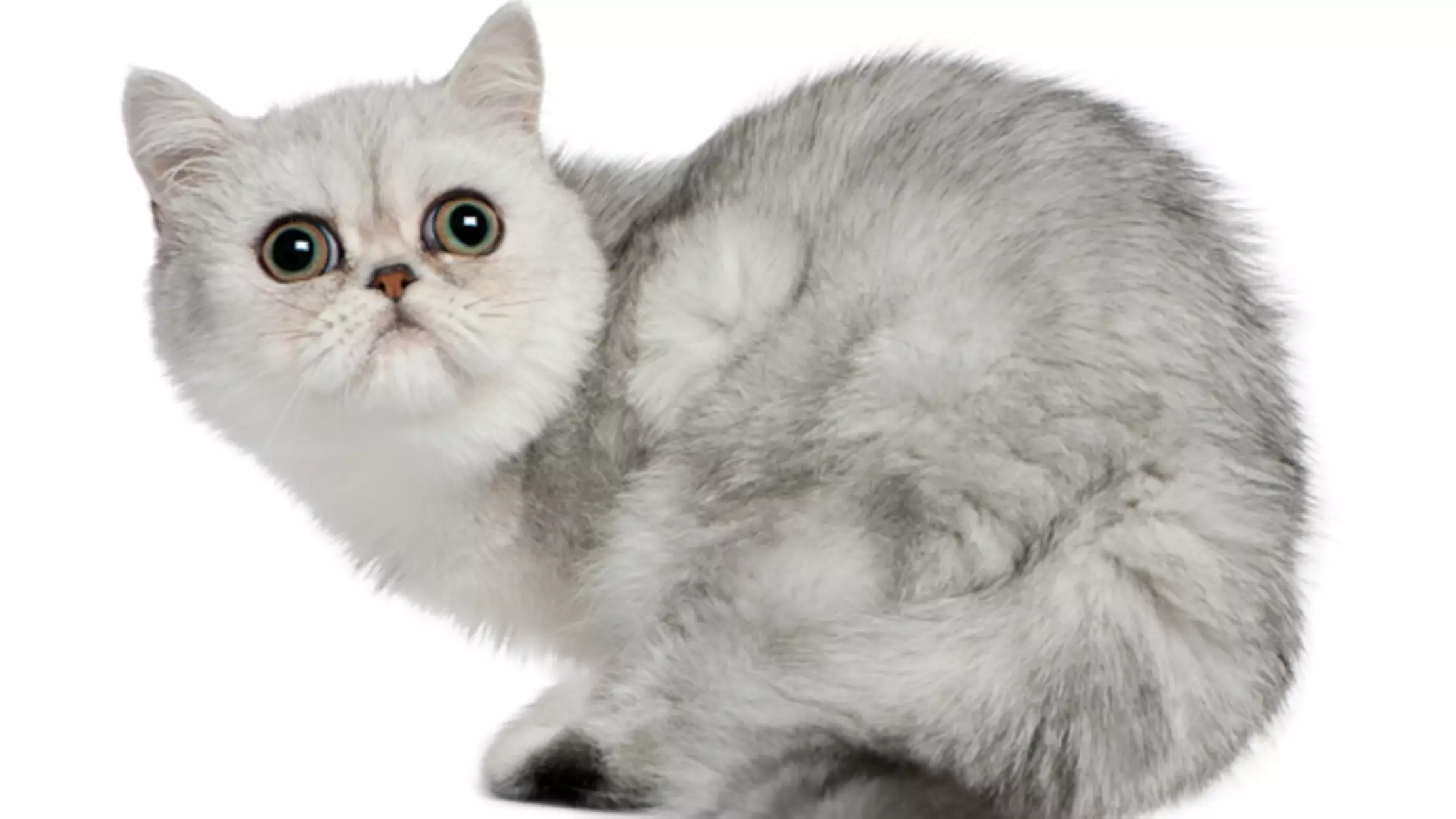 Exotic Shorthair Cats ବିଷୟରେ 7 ଅସ୍ପଷ୍ଟ ତଥ୍ୟ |