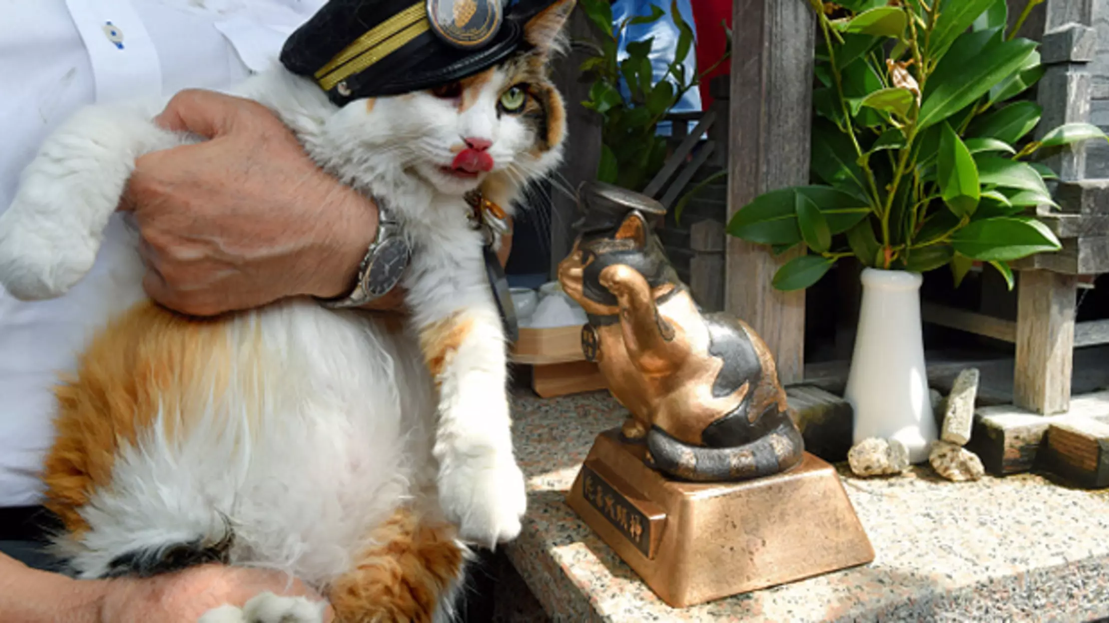 Roghnaíonn Cuideachta Iarnróid na Seapáine Máistir Stáisiúin Feline Nua