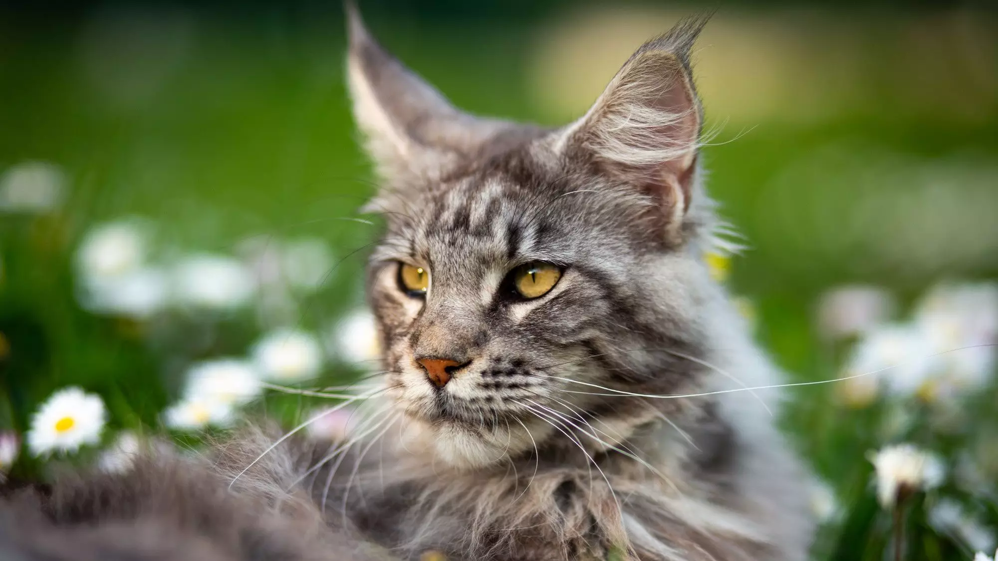 12 enfòmasyon gwo sou Maine Coons