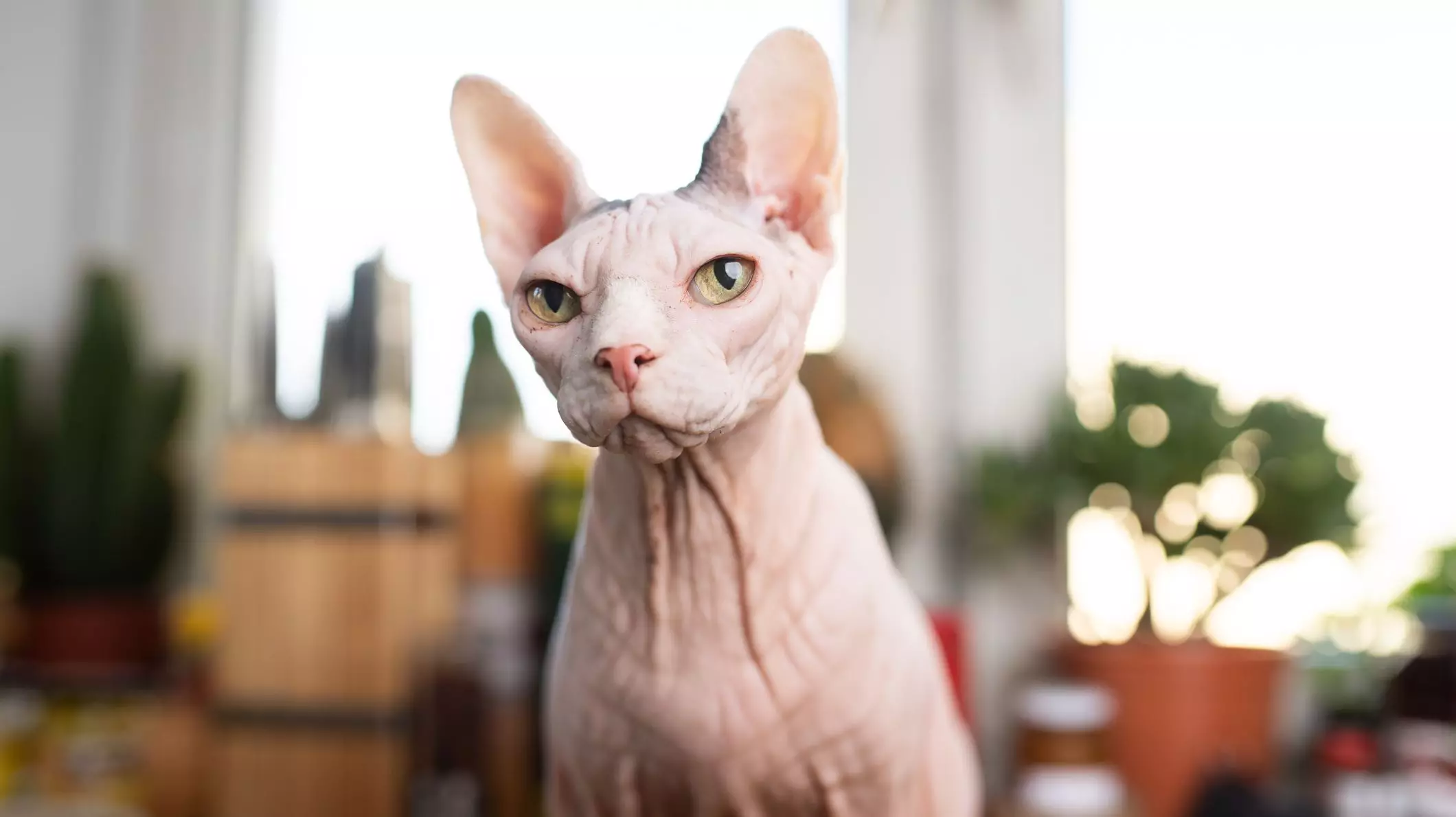 11 Reyalite sou chat Sphynx