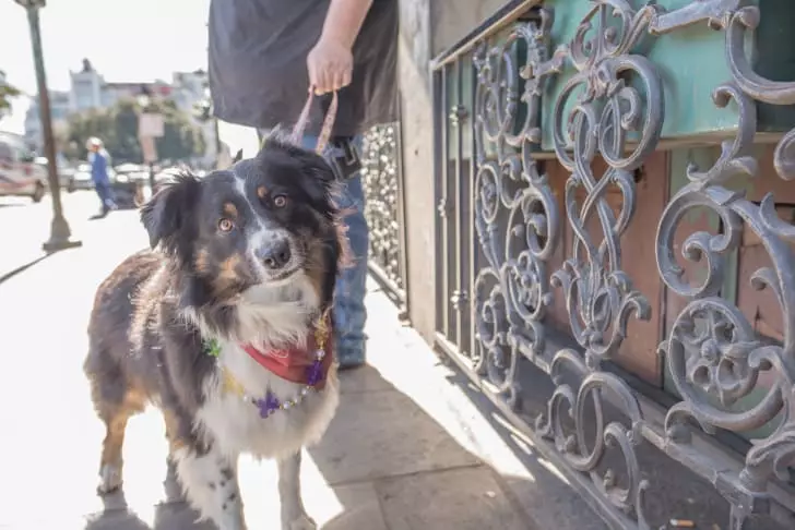 I-Border collie endleleni eseceleni ebuka ikhamera.