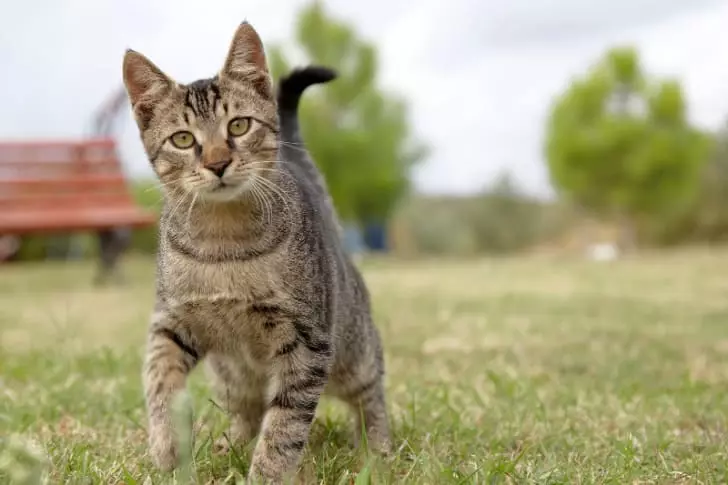 Ед Лоу, винахідник котячої підстилки 2388_1