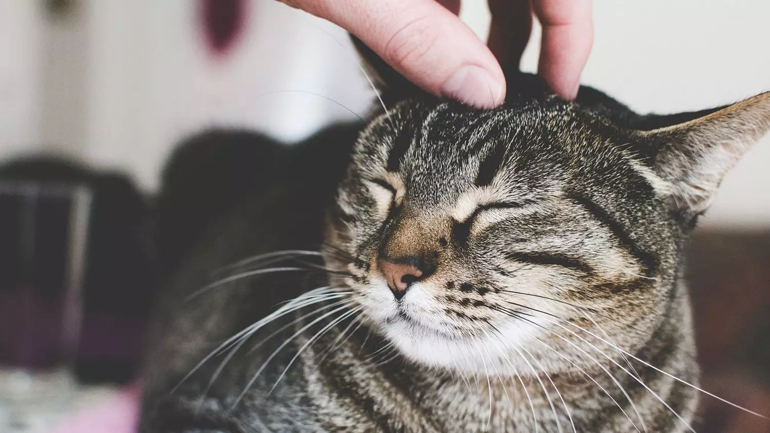 Makatitiyak: Talagang Gusto Ka ng Iyong Pusa