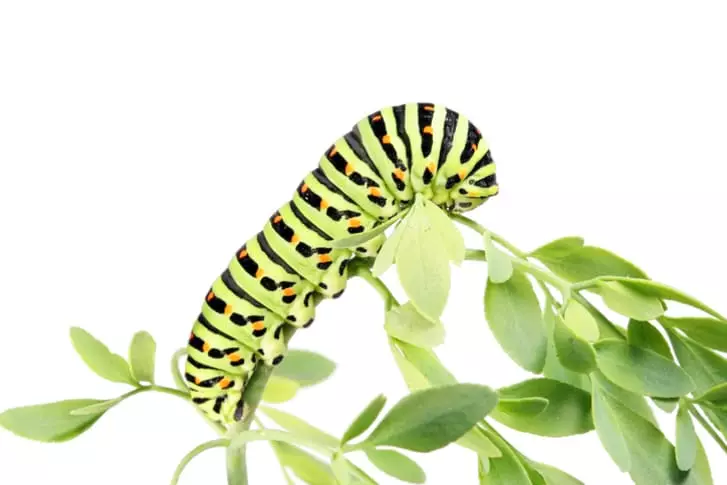 Njẹ Caterpillar ti ebi npa Pupọ le Lala Njẹ Gbogbo Ohun ti O Ṣe? 2434_1