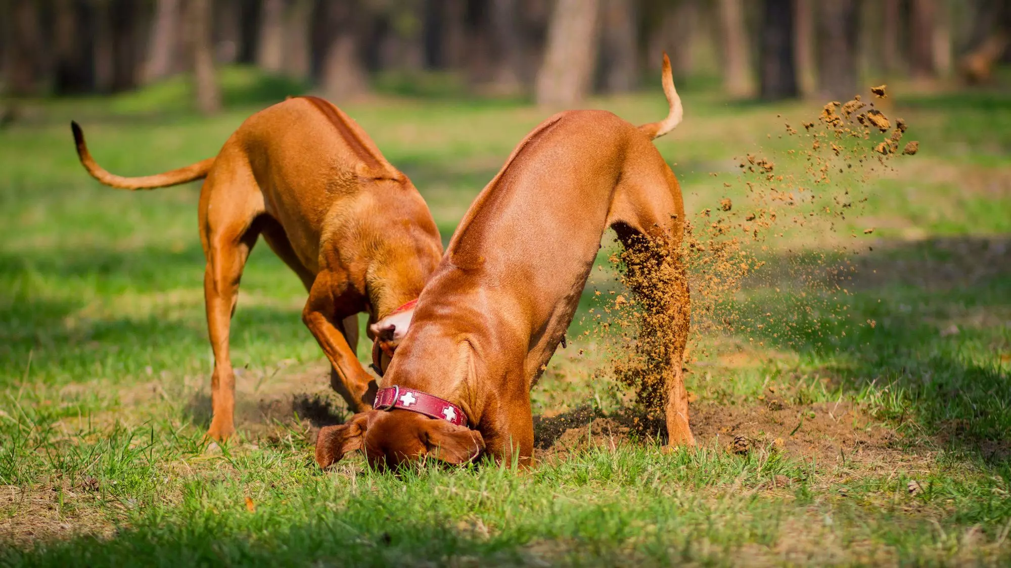 Perché i cani si prendono a calci i piedi dopo aver fatto la cacca