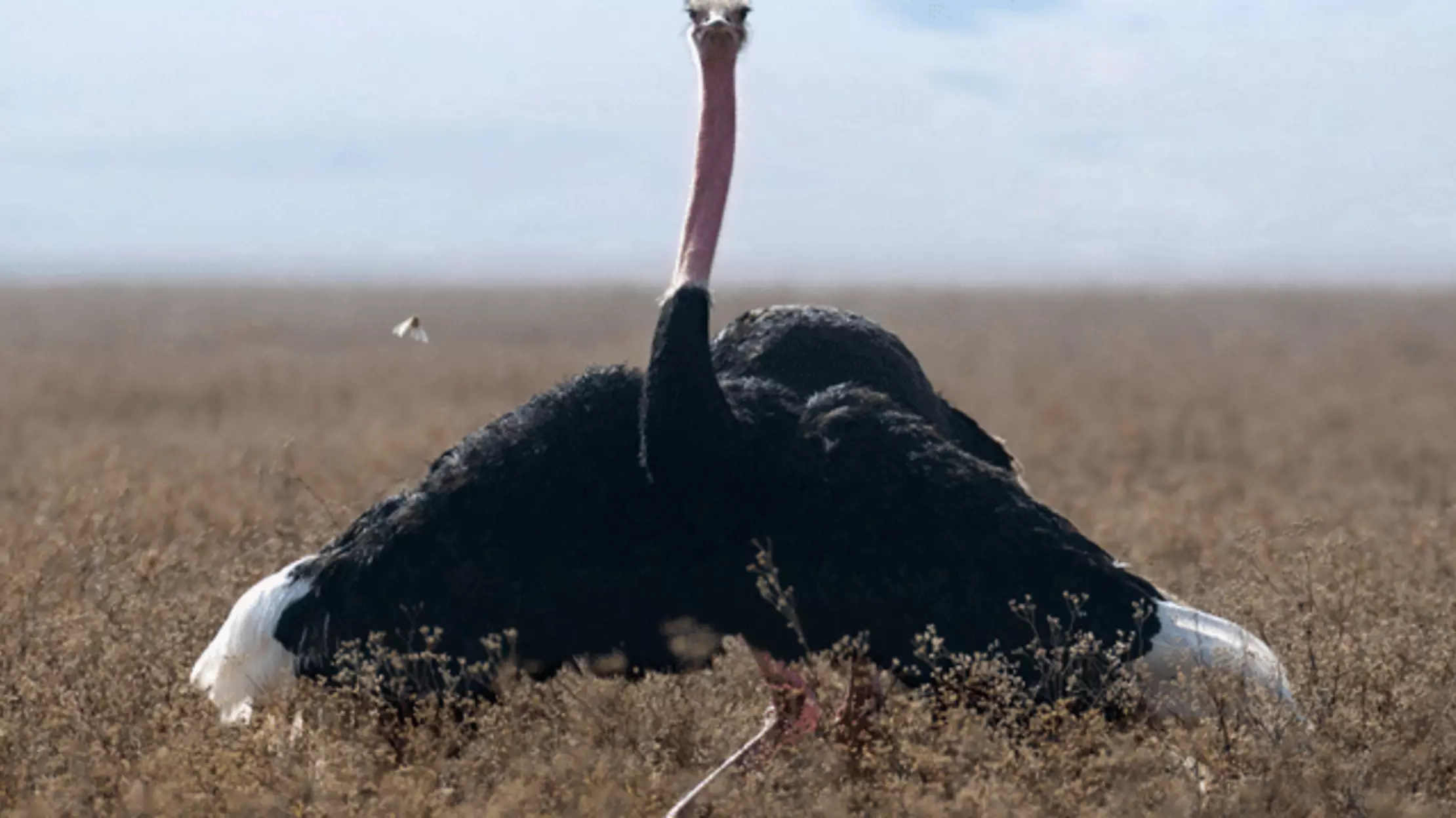 14 Flightless Facts About Ostriches