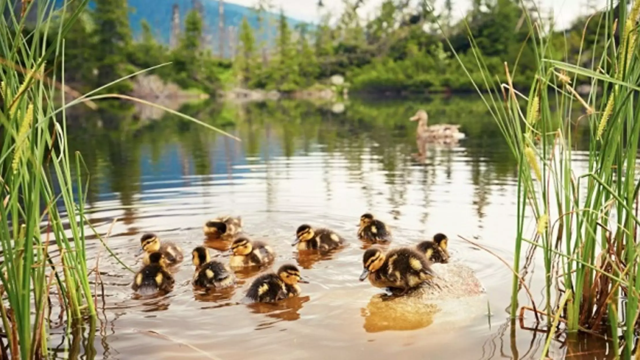 10 yndislegar Duck Staðreyndir