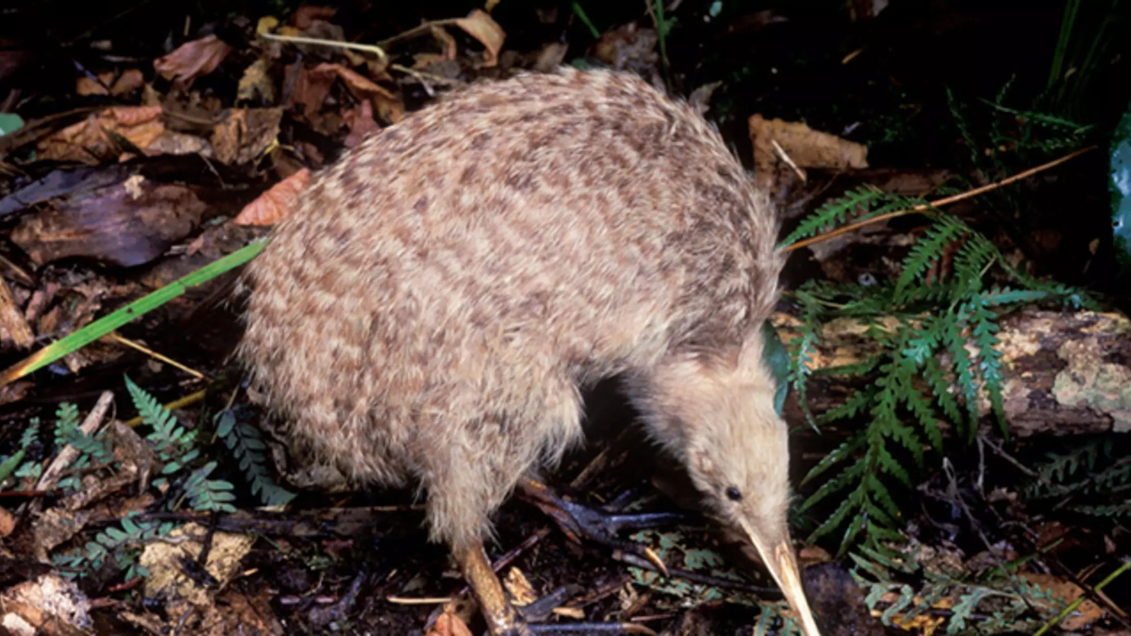 11 Fatti incapaci di volare sui kiwi